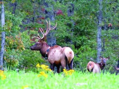 Discover nature with elk driving tours at Peck Ranch – Daily Journal Online