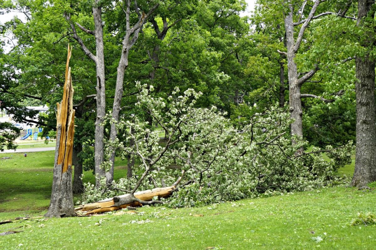 Cities offer free limb pickup – Daily Journal Online