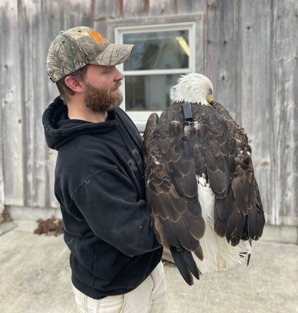 MDC partnering on research about bald eagles, wind turbines – Daily ...