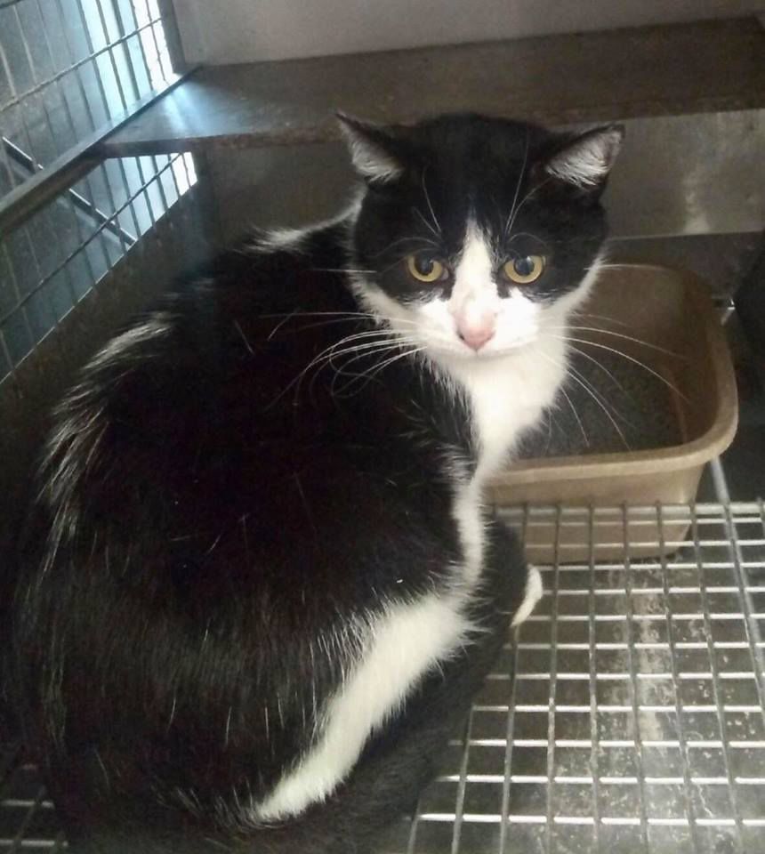 Pound pups and cat hope for new homes – Daily Journal Online