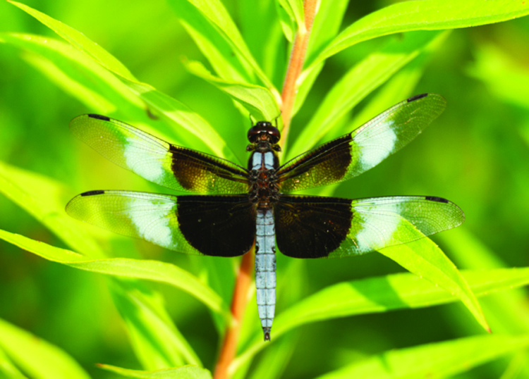 Learn about dragonflies at Feb. 21 MDC virtual program – Daily Journal ...