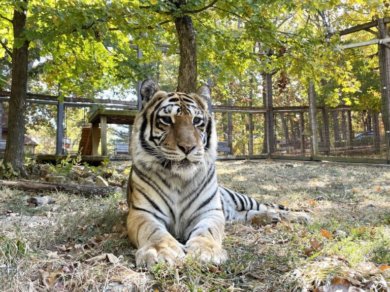 Final tours Sunday at Crown Ridge Tiger Sanctuary – Daily Journal Online