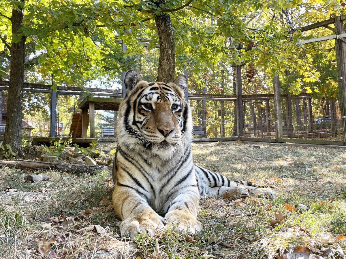Final tours Sunday at Crown Ridge Tiger Sanctuary – Daily Journal Online